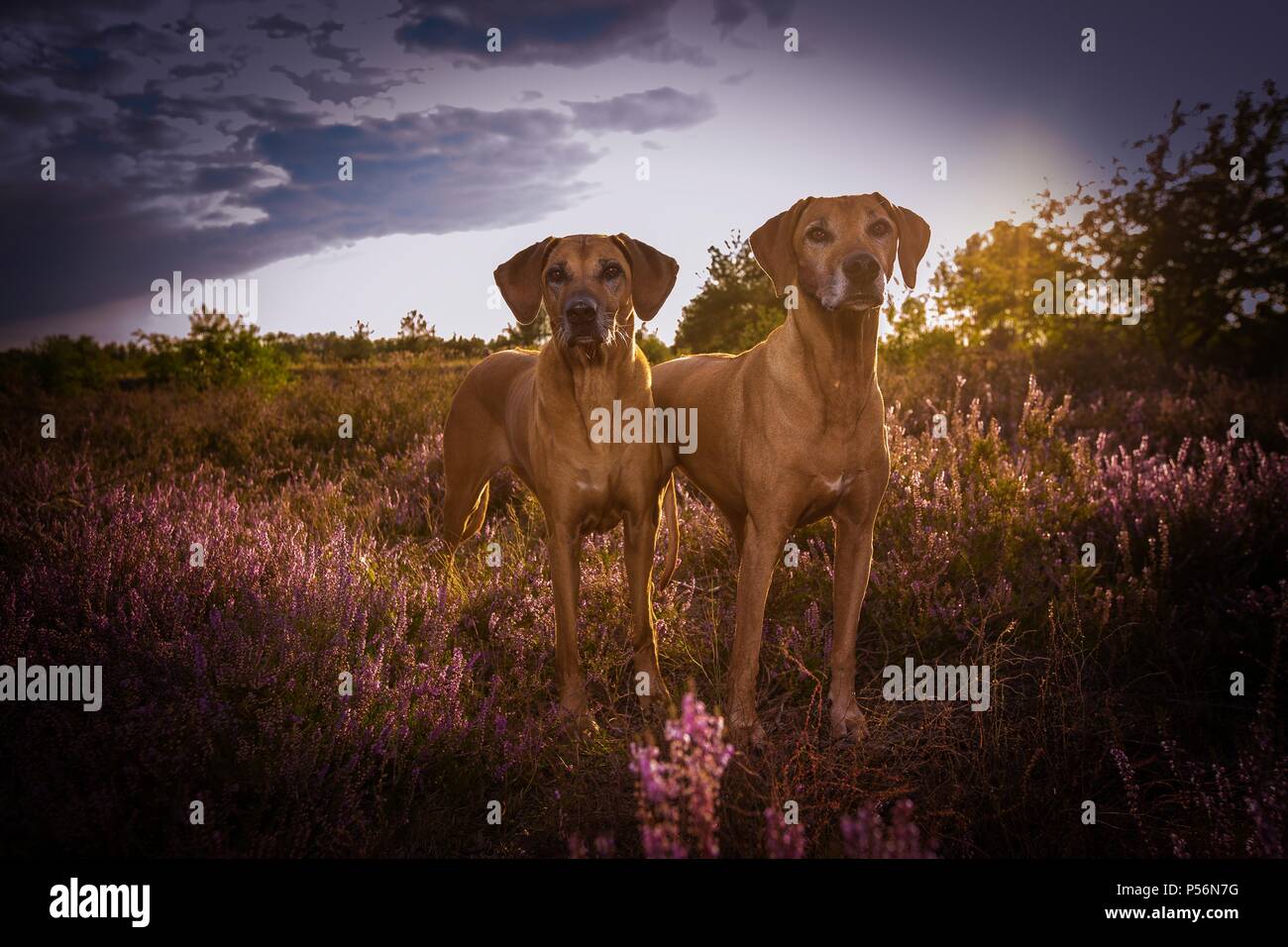 2 Rhodesian Ridgebacks Stock Photo - Alamy