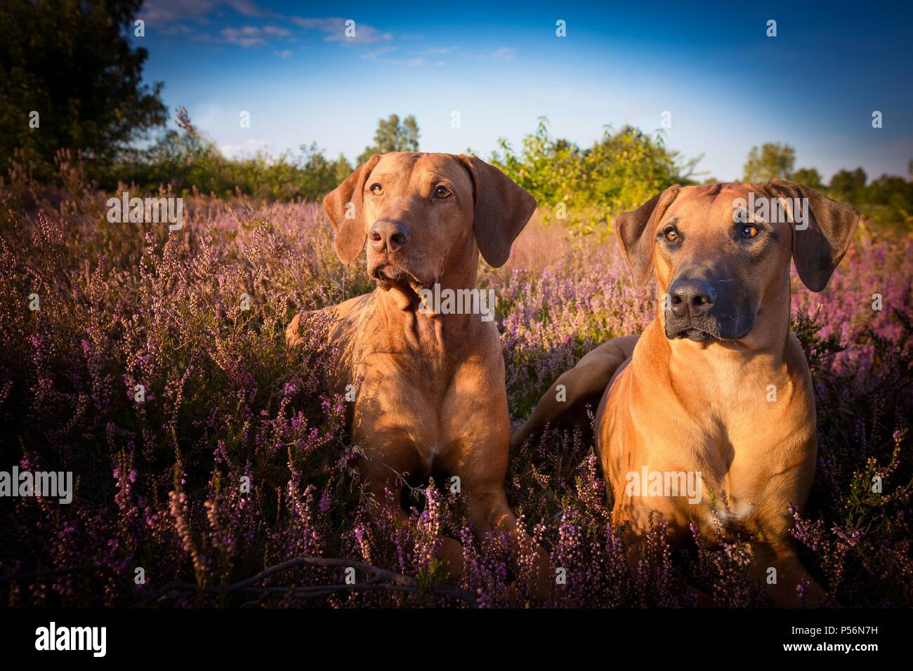 2 Rhodesian Ridgebacks Stock Photo - Alamy