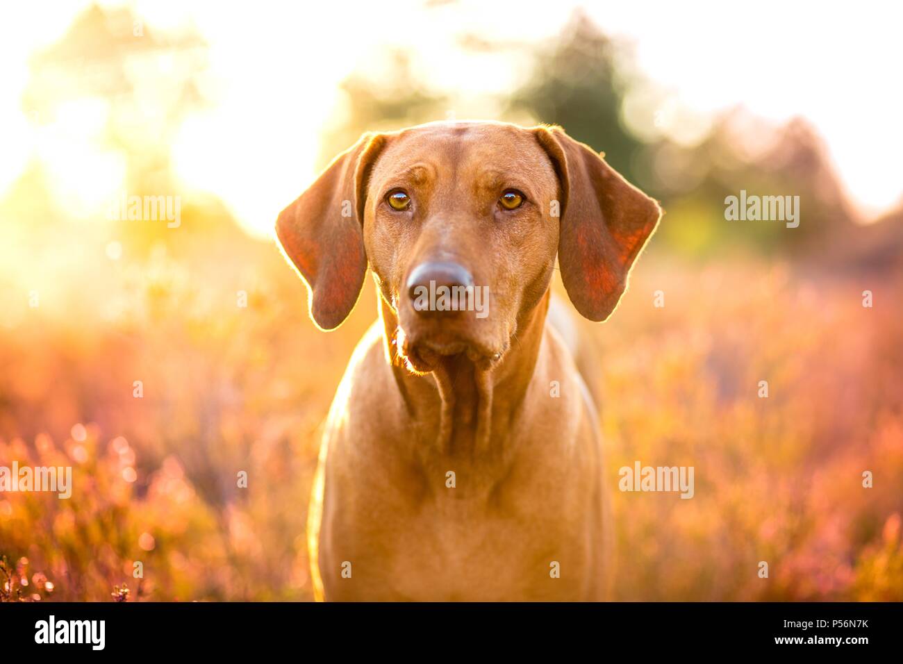Rhodesian Ridgeback Portrait Stock Photo - Alamy