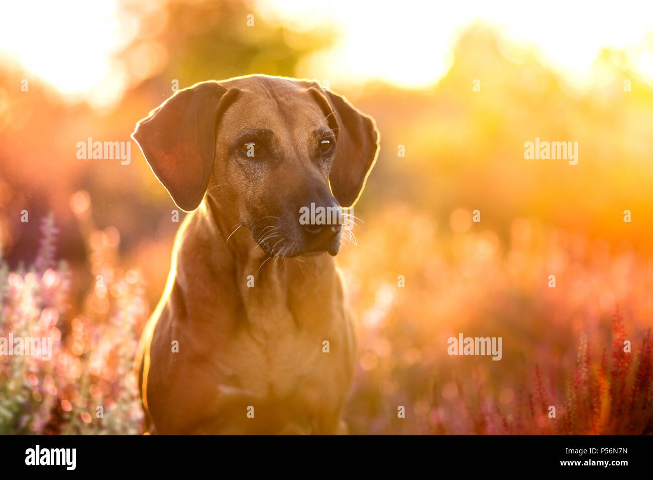 Rhodesian Ridgeback Portrait Stock Photo - Alamy