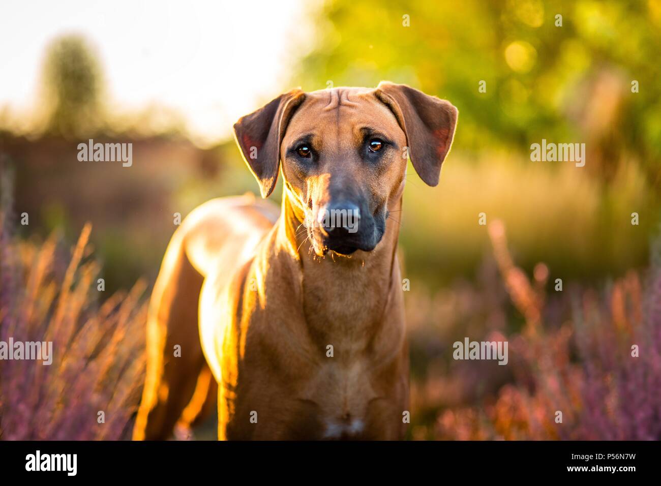 Rhodesian Ridgeback Portrait Stock Photo - Alamy