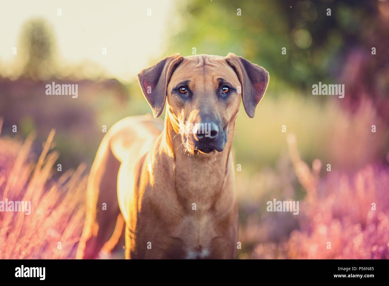 Head portrait picture rhodesian ridgeback hi-res stock photography and ...