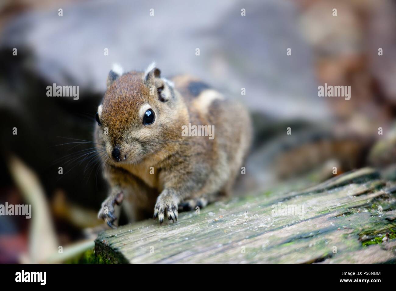 Asiatic striped squirrel Stock Photo - Alamy