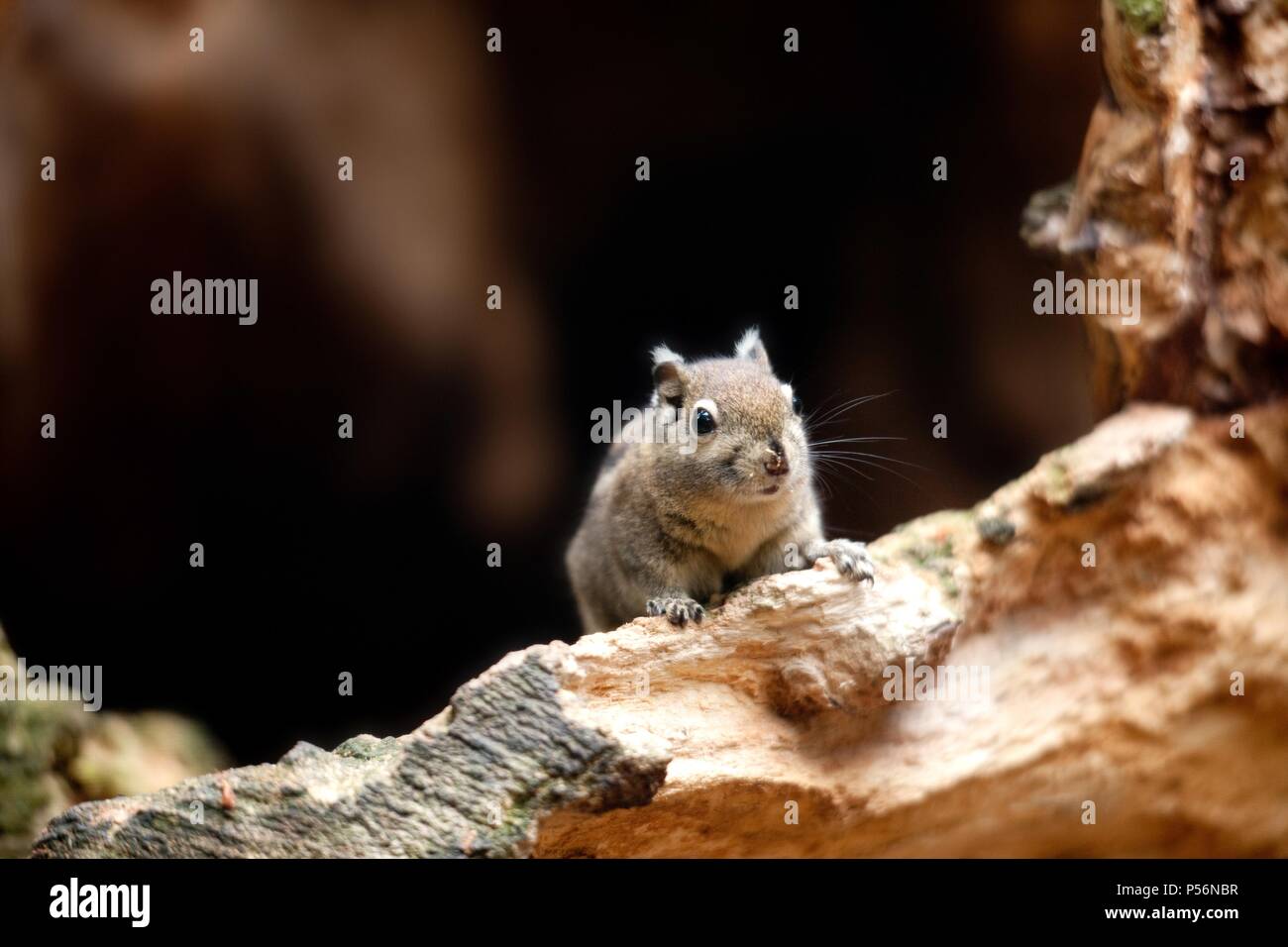 Asiatic striped squirrel Stock Photo - Alamy