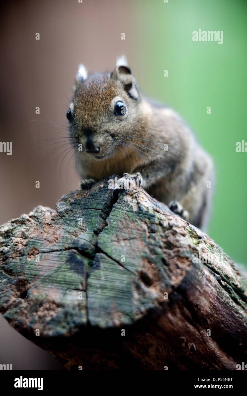 Striped squirrel hi-res stock photography and images - Alamy