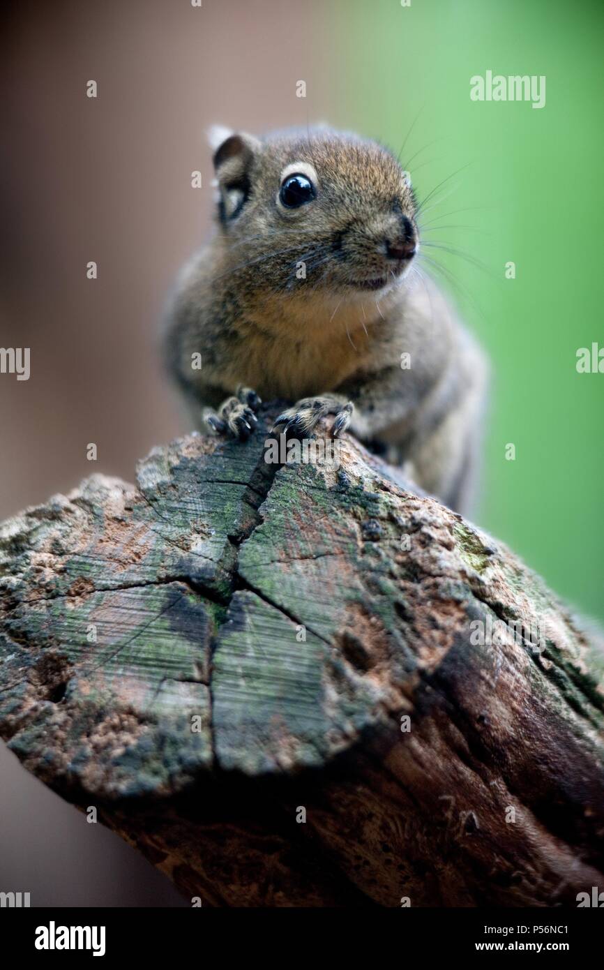 Striped squirrel hi-res stock photography and images - Alamy