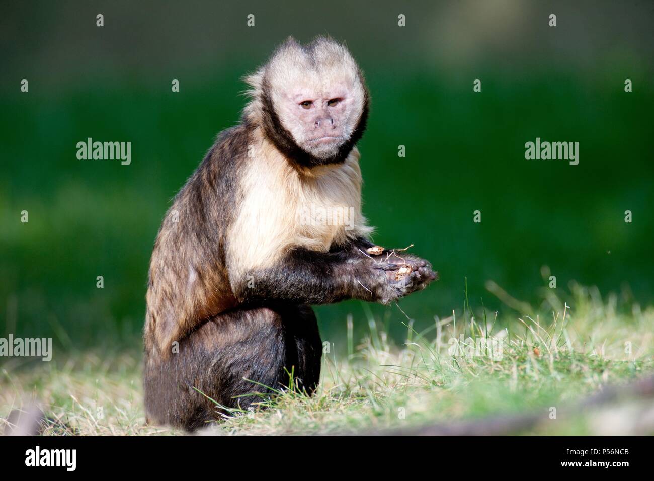 Monkey, yellow breasted capuchin hi-res stock photography and images ...