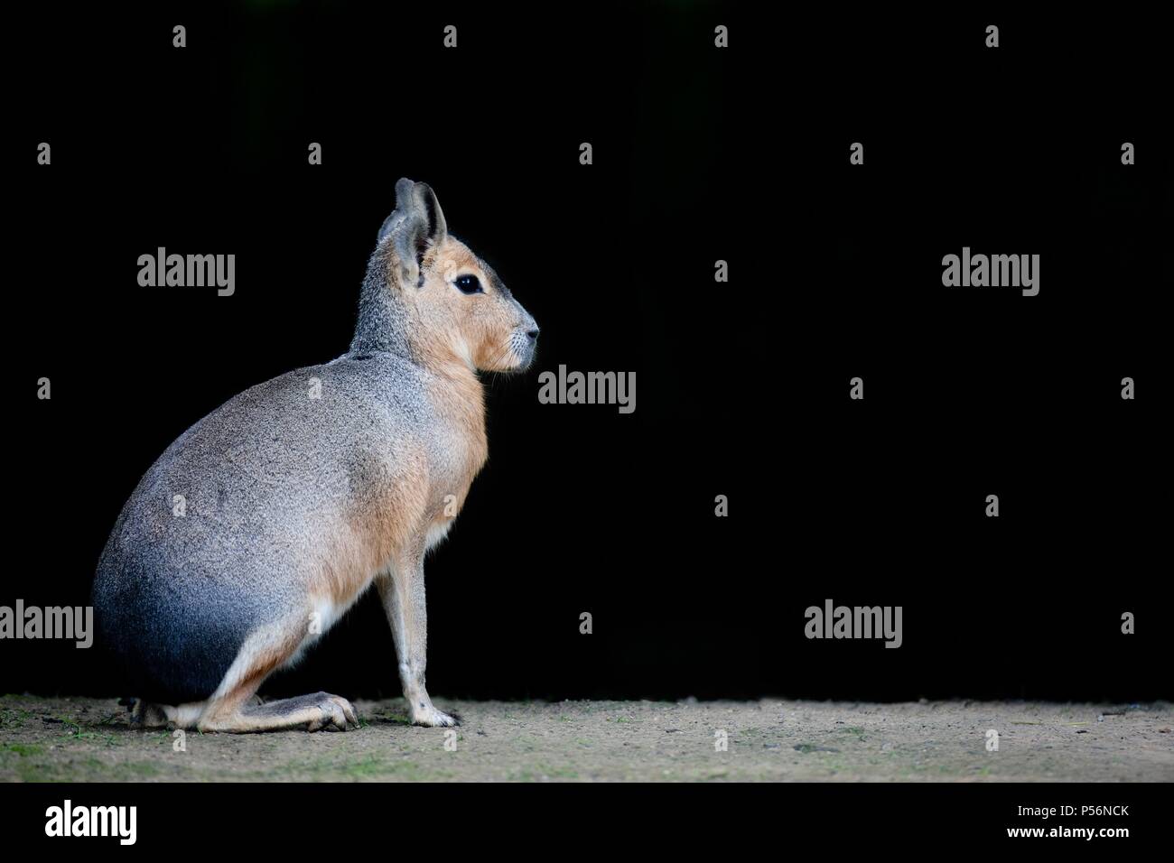 Patagonian hares hi-res stock photography and images - Alamy