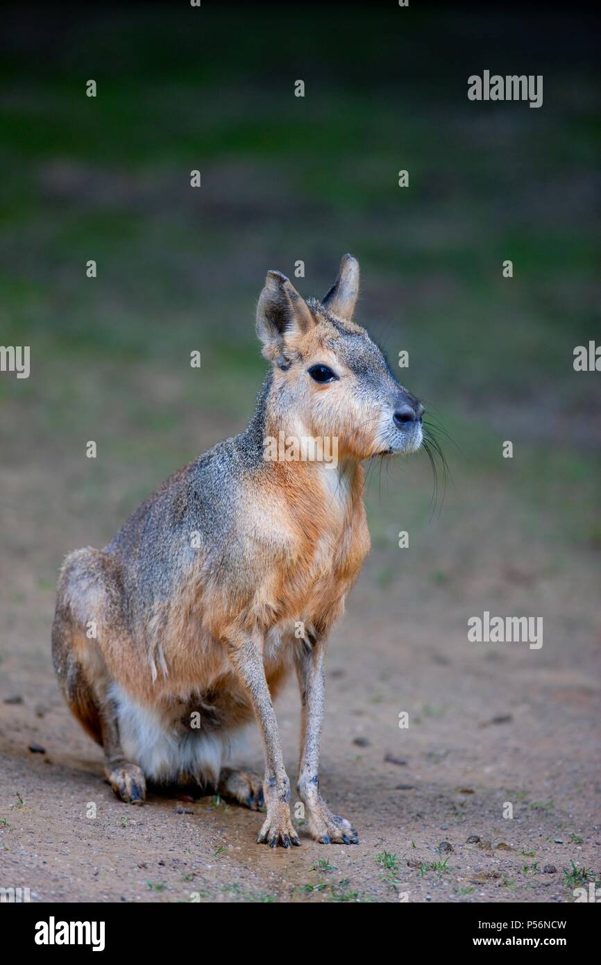 Caviomorpha hi-res stock photography and images - Alamy