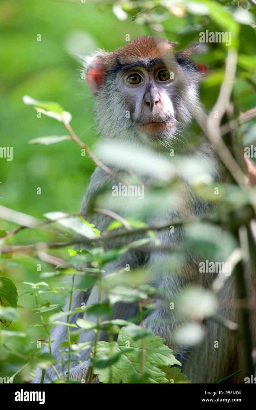 Hussar monkey hi-res stock photography and images - Alamy