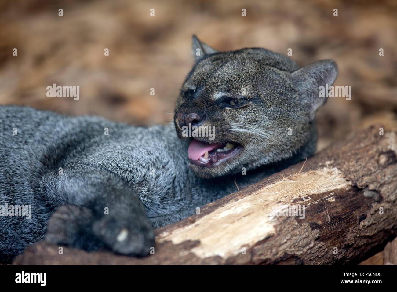 Jaguarundi hi-res stock photography and images - Alamy