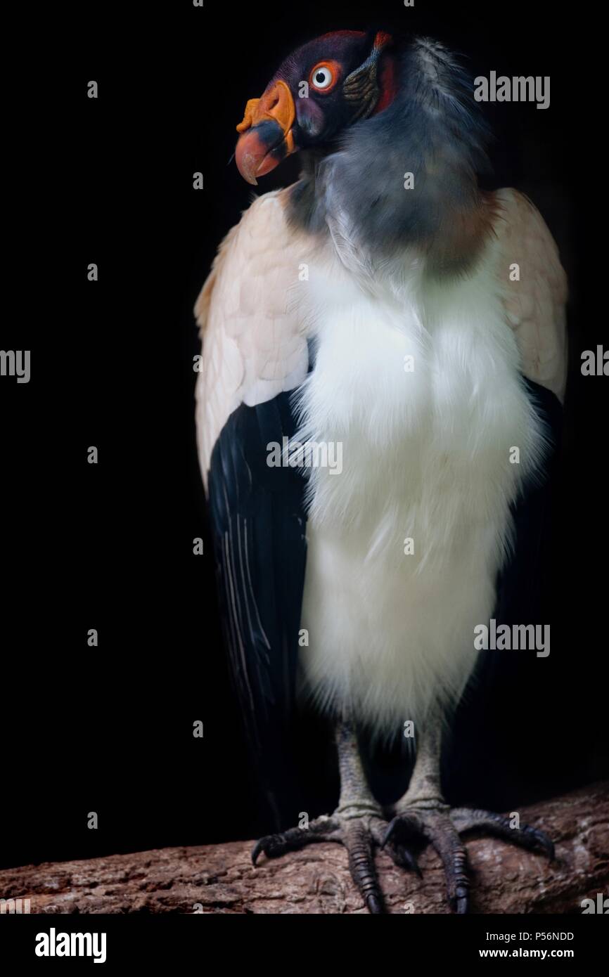 American black vulture american black vultures nature one animal single ...