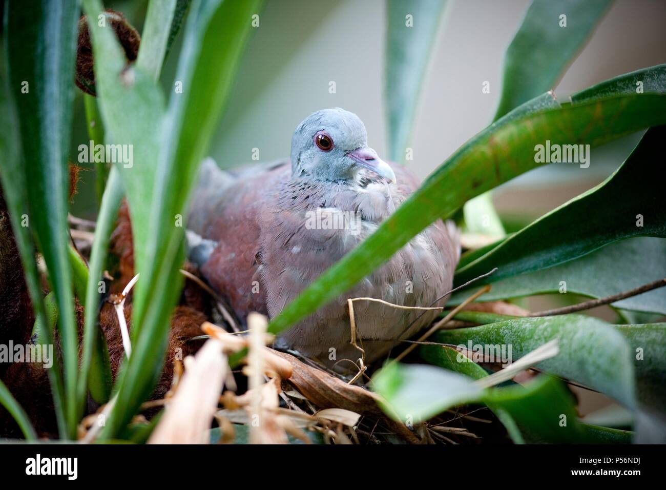 Breeding turtle dove hi-res stock photography and images - Alamy