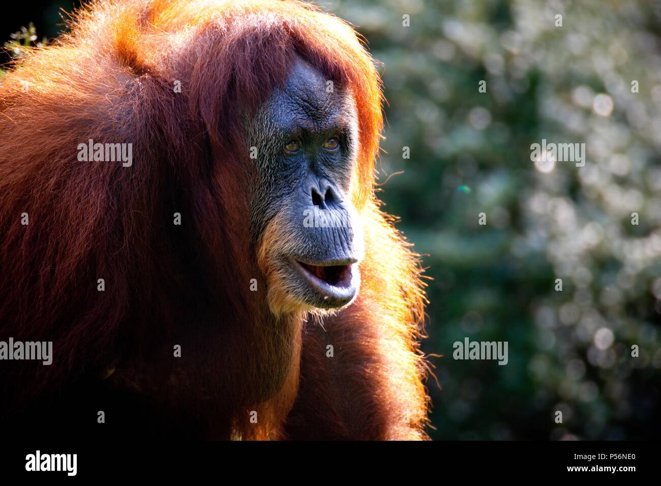 Orang outangs hi-res stock photography and images - Alamy