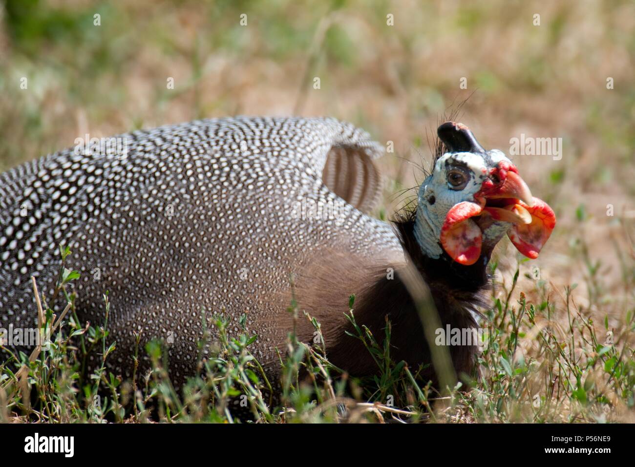Guineafowl meadow hi-res stock photography and images - Alamy