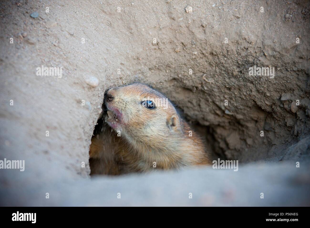 Prairie dog holes hi-res stock photography and images - Alamy