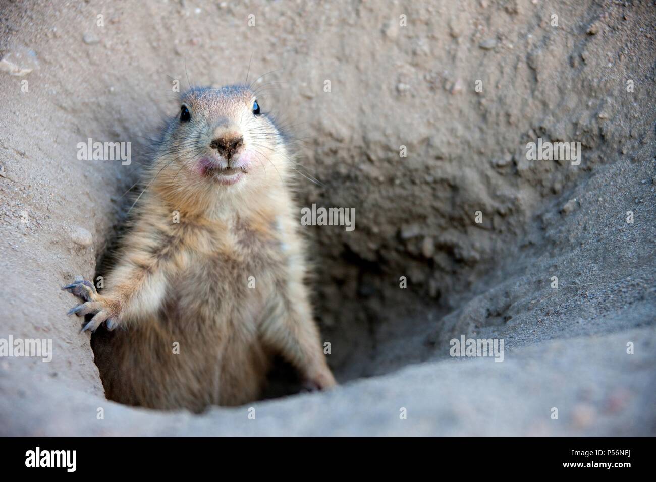 Prairie dog holes hi-res stock photography and images - Alamy