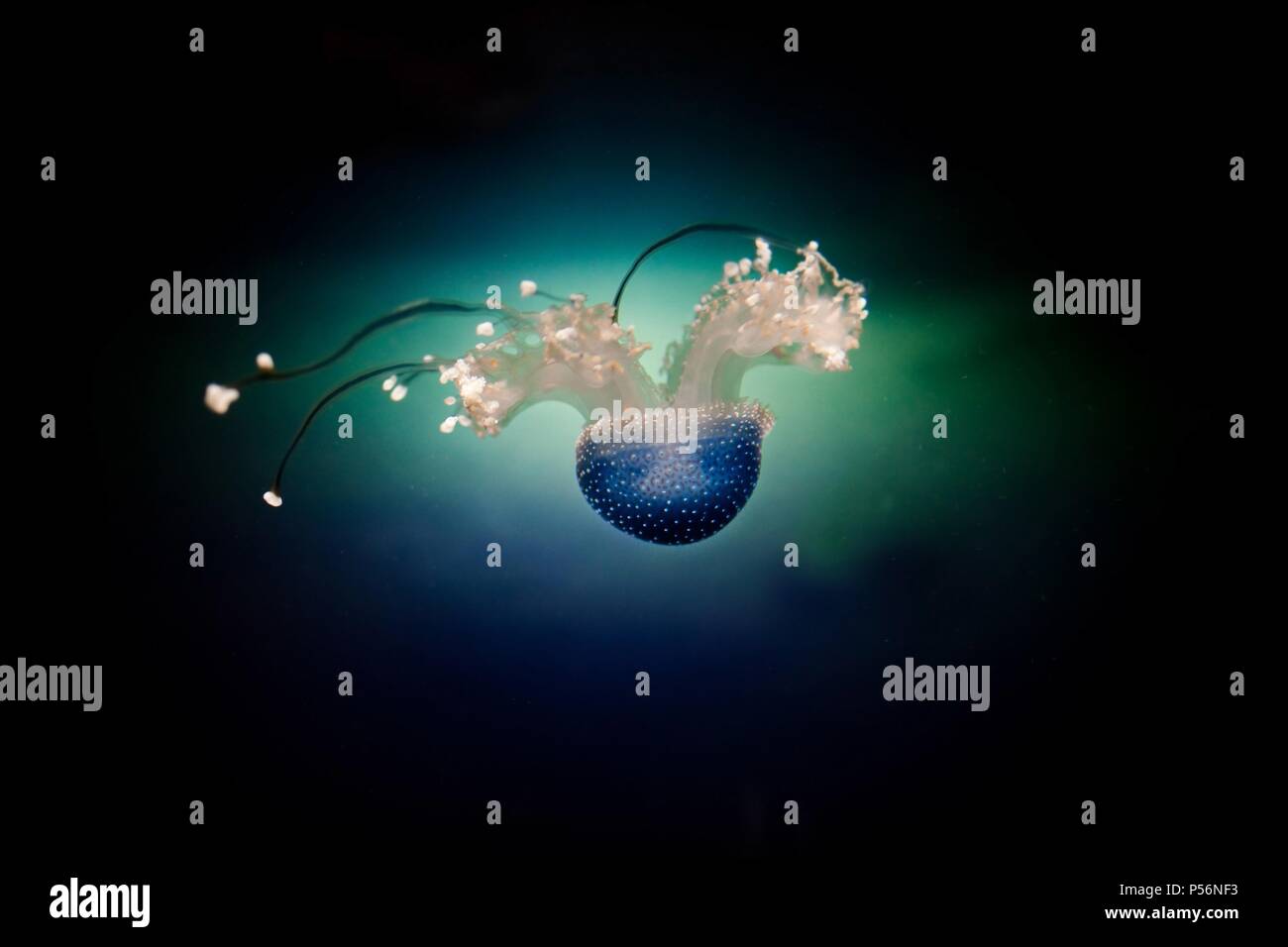 Jellyfish sea jellies swimming under hi-res stock photography and ...