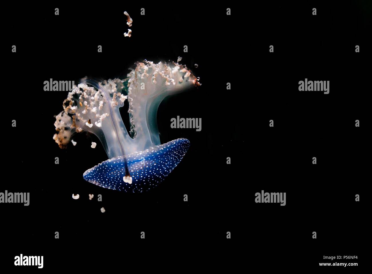 Jellyfish sea jellies swimming under hi-res stock photography and ...
