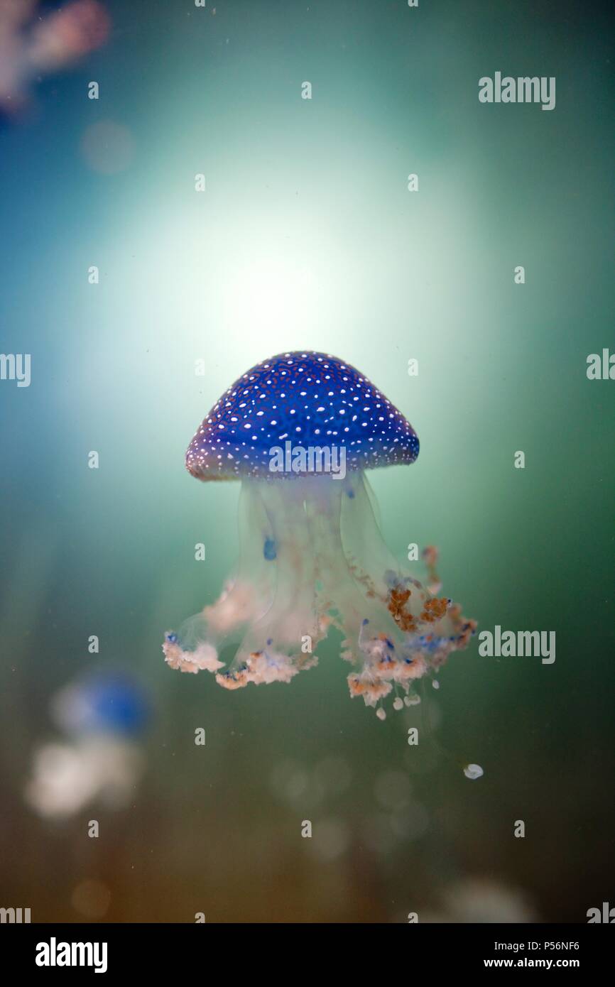 Sea jellyfish swims under hi-res stock photography and images - Alamy