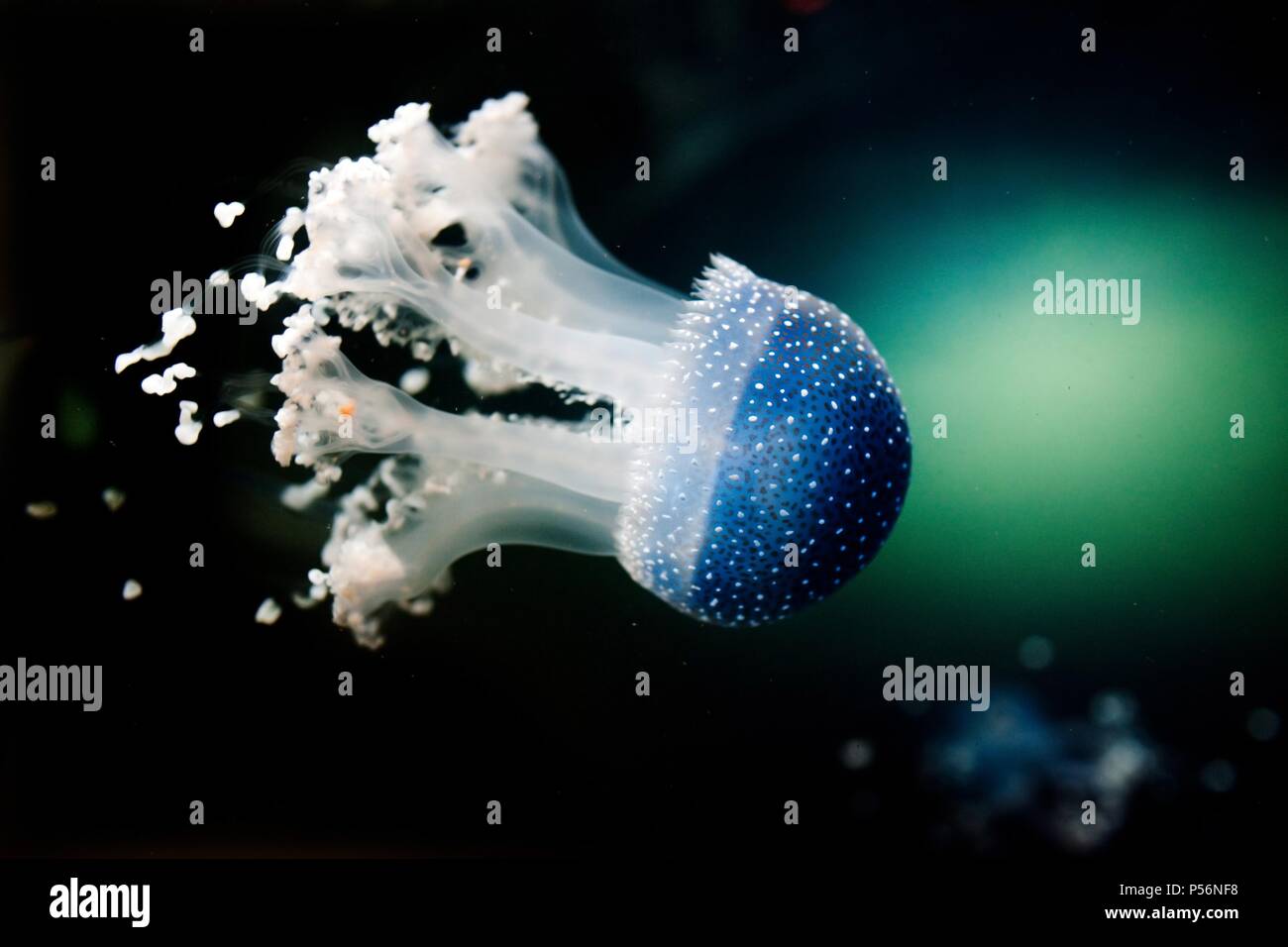 Adult jellyfish hi-res stock photography and images - Alamy