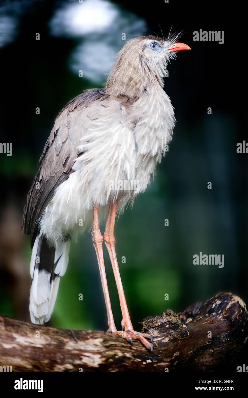 Crested seriema hi-res stock photography and images - Alamy