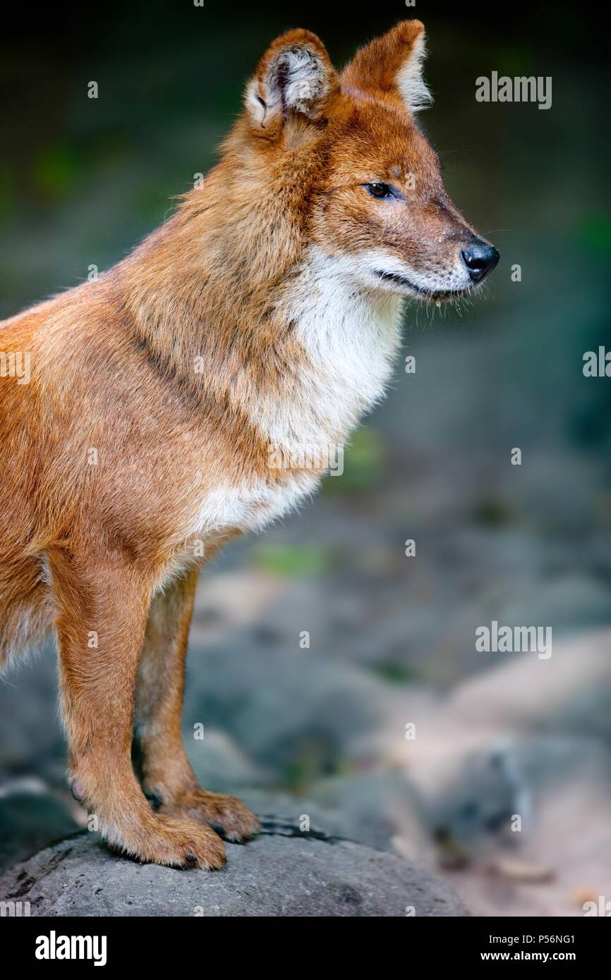 Dhole prey hi-res stock photography and images - Alamy