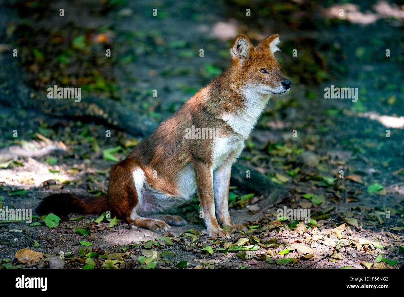 Dhole Prey High Resolution Stock Photography and Images - Alamy