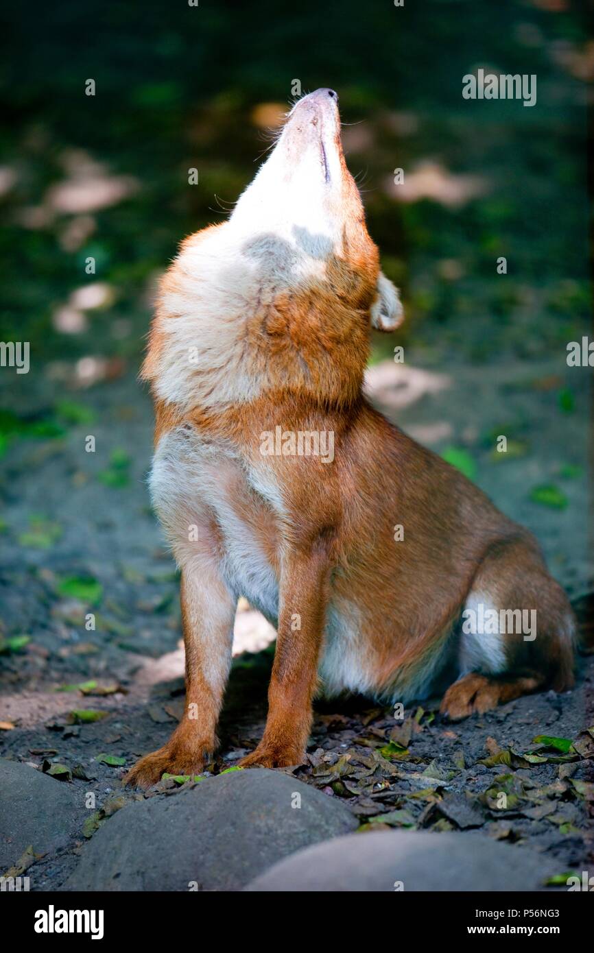 Dhole hi-res stock photography and images - Alamy