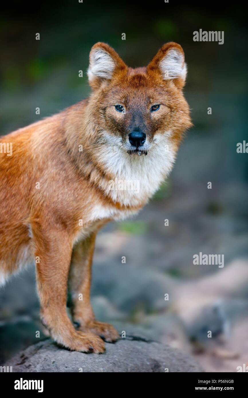 Dhole prey hi-res stock photography and images - Alamy