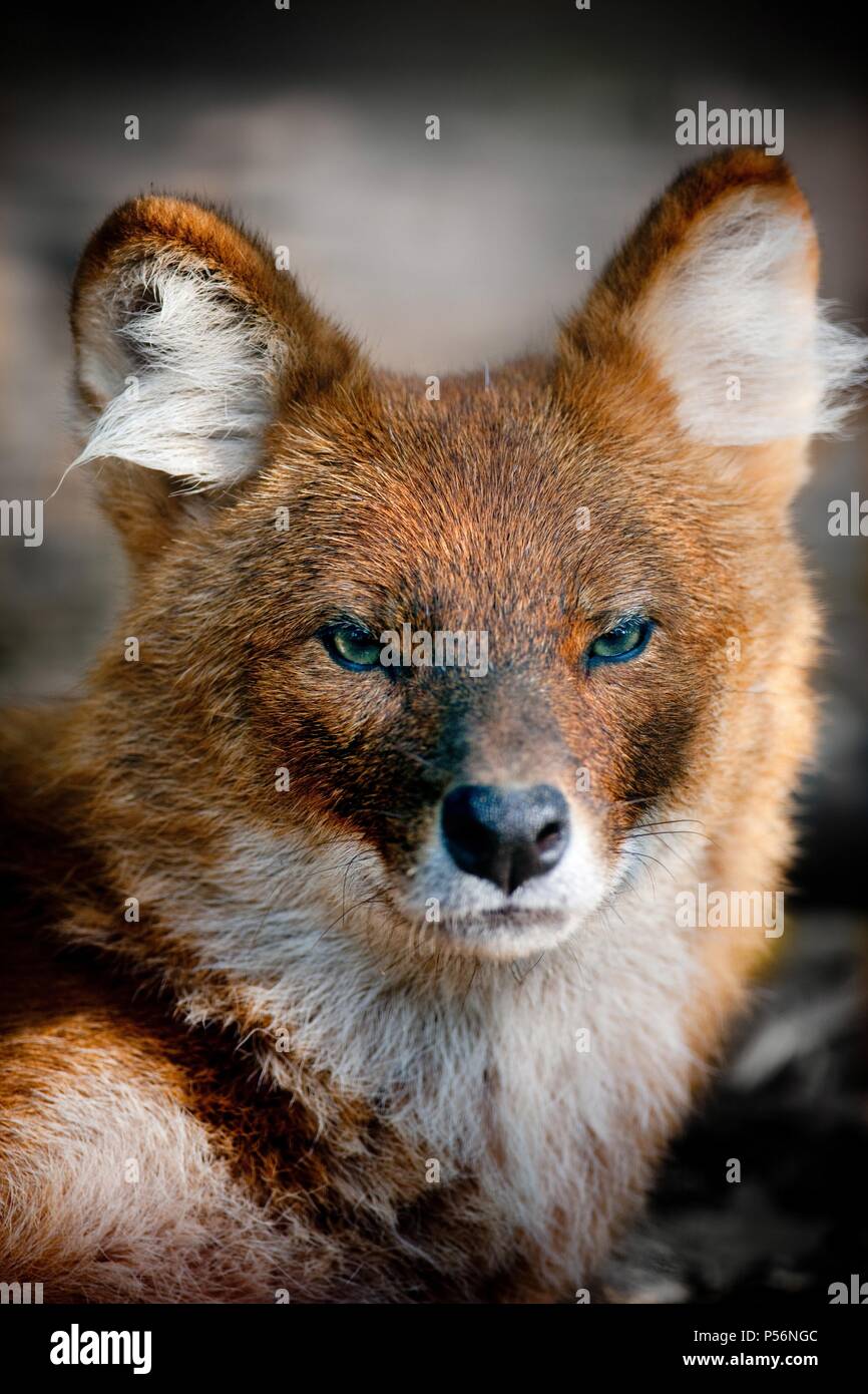 Dhole prey hi-res stock photography and images - Alamy