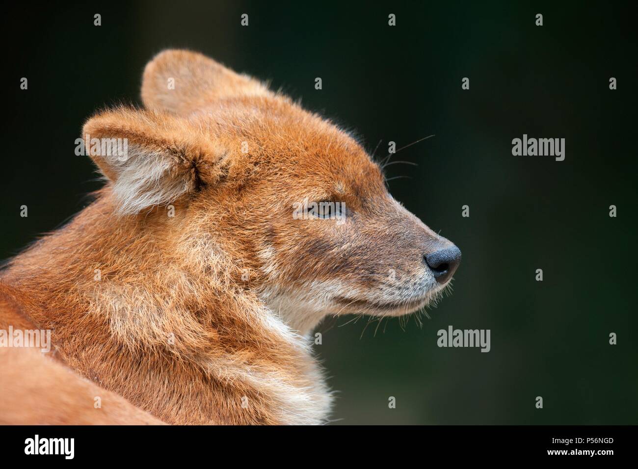 Dhole solo hi-res stock photography and images - Alamy