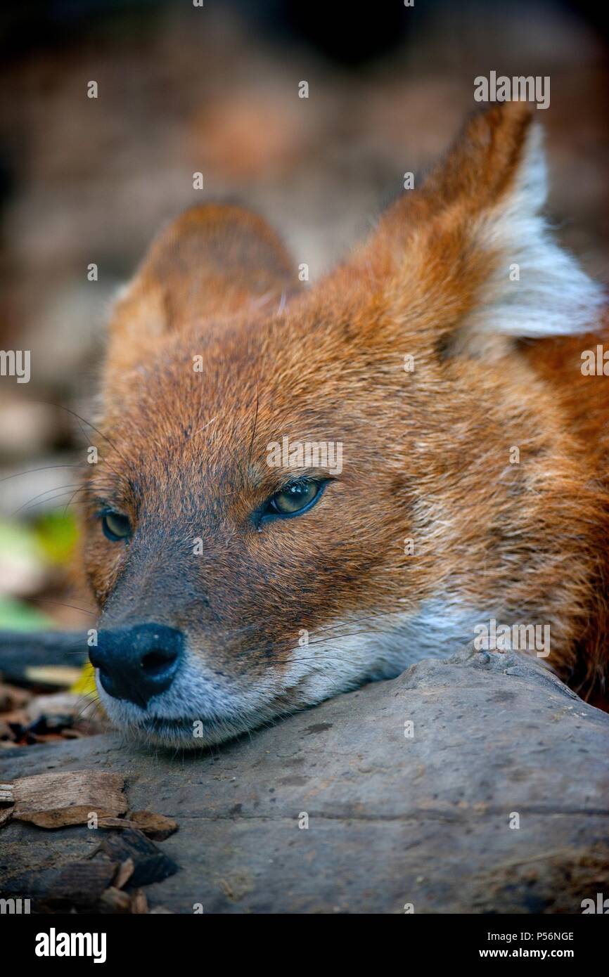 Adult dhole hi-res stock photography and images - Alamy