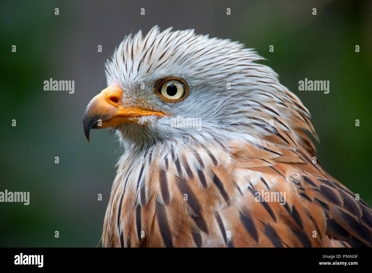Portrait format red kite hi-res stock photography and images - Alamy