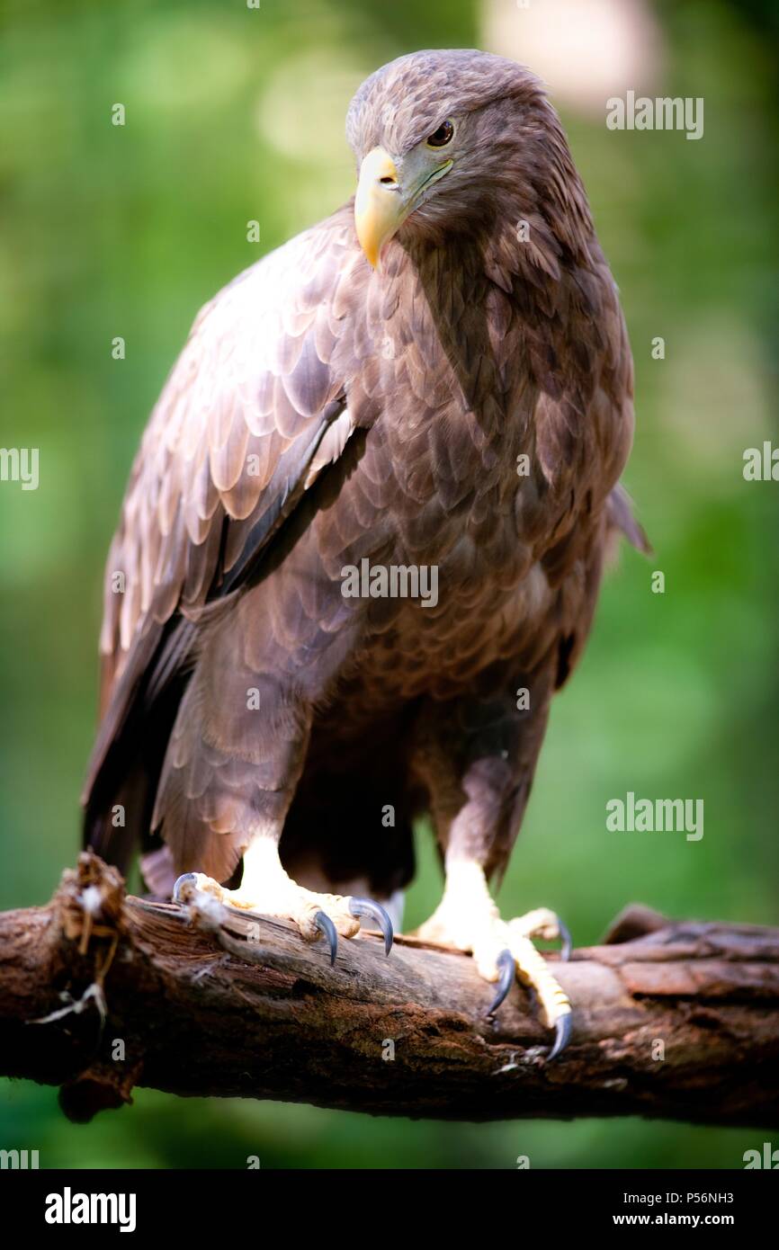 white-tailed sea eagle Stock Photo - Alamy