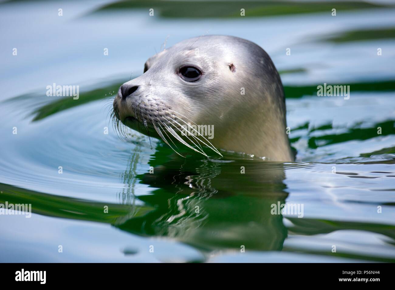Common seals swim hi-res stock photography and images - Alamy