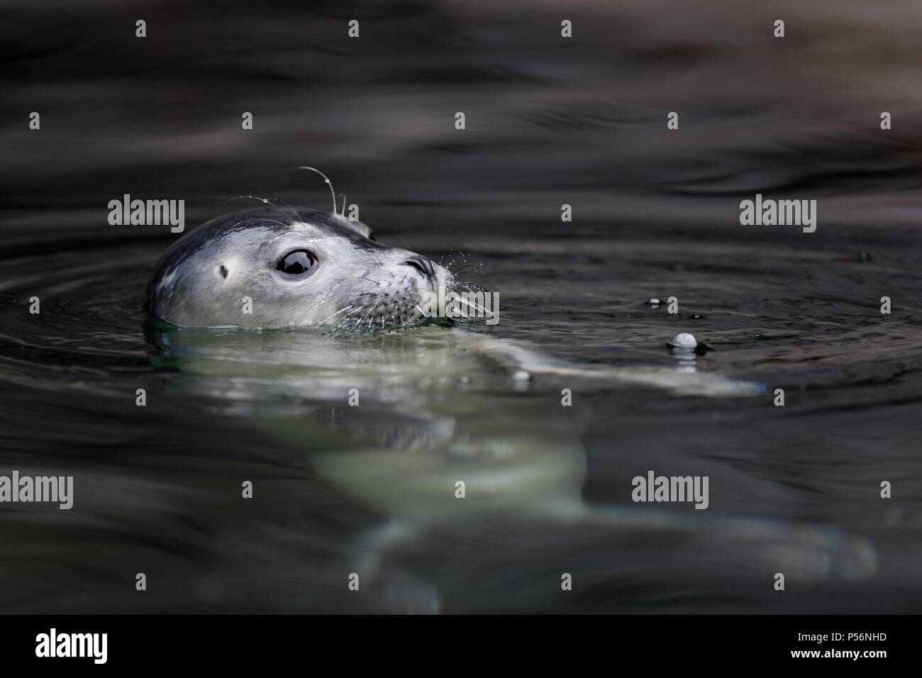Common seal head side hi-res stock photography and images - Alamy