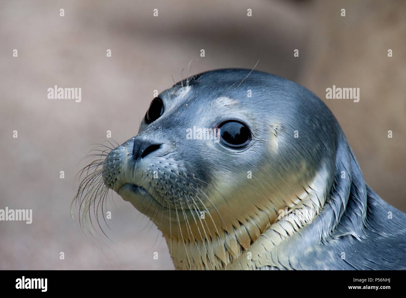 Common seal head side hi-res stock photography and images - Alamy