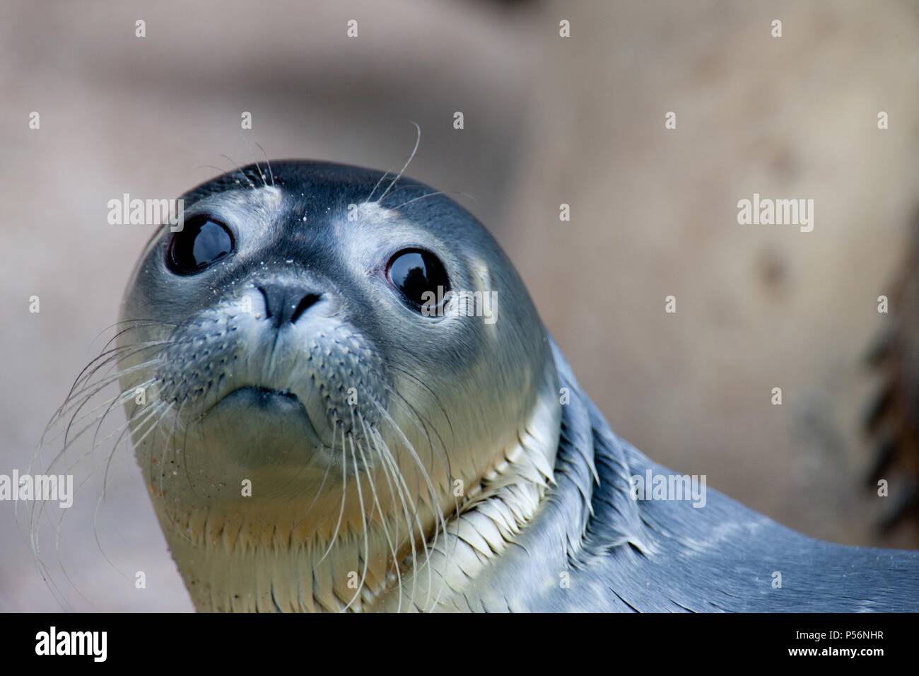 Common seal head side hi-res stock photography and images - Alamy