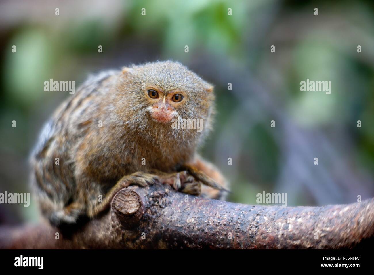Dwarf marmosets hi-res stock photography and images - Alamy