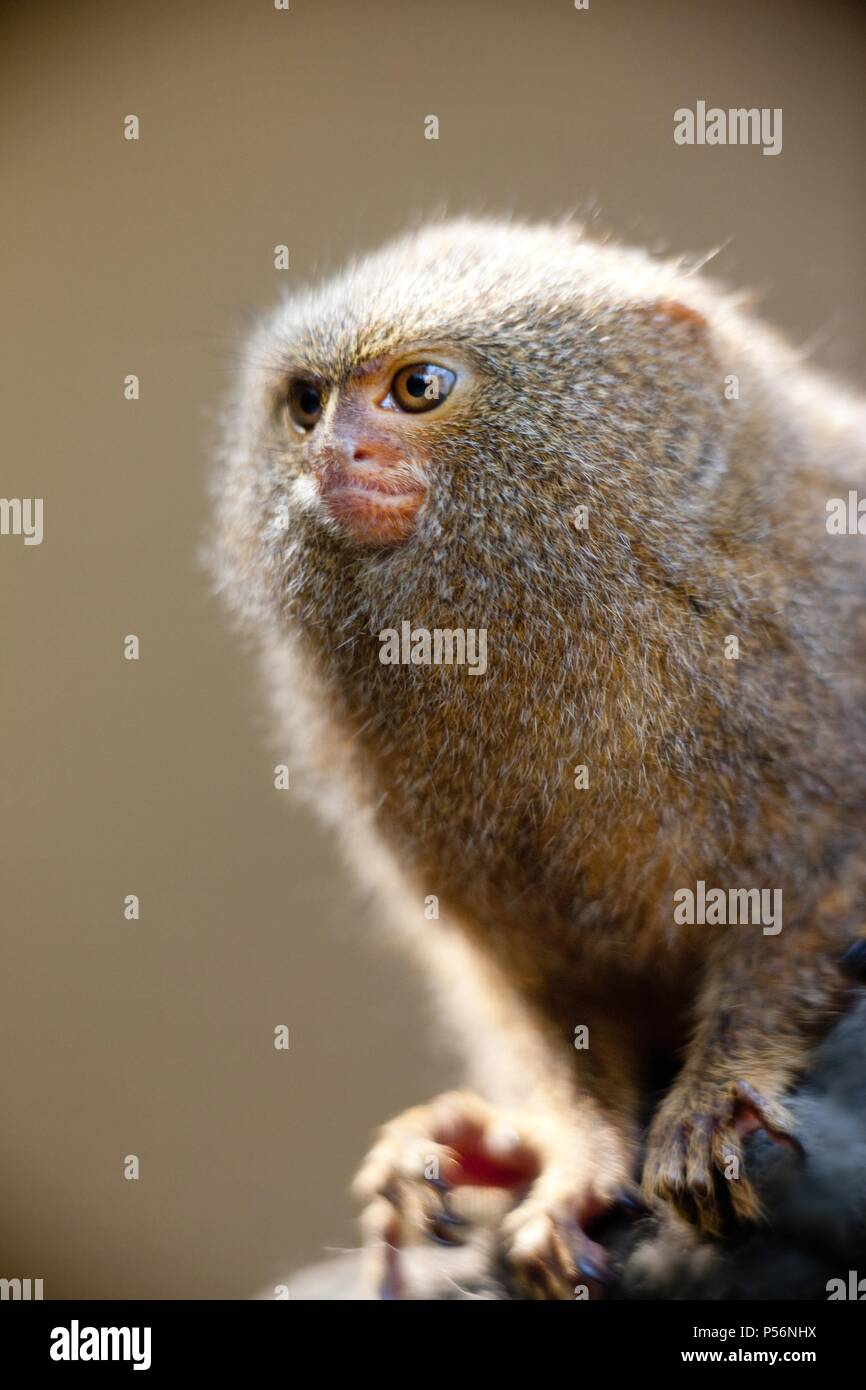 Dwarf monkeys hi-res stock photography and images - Alamy