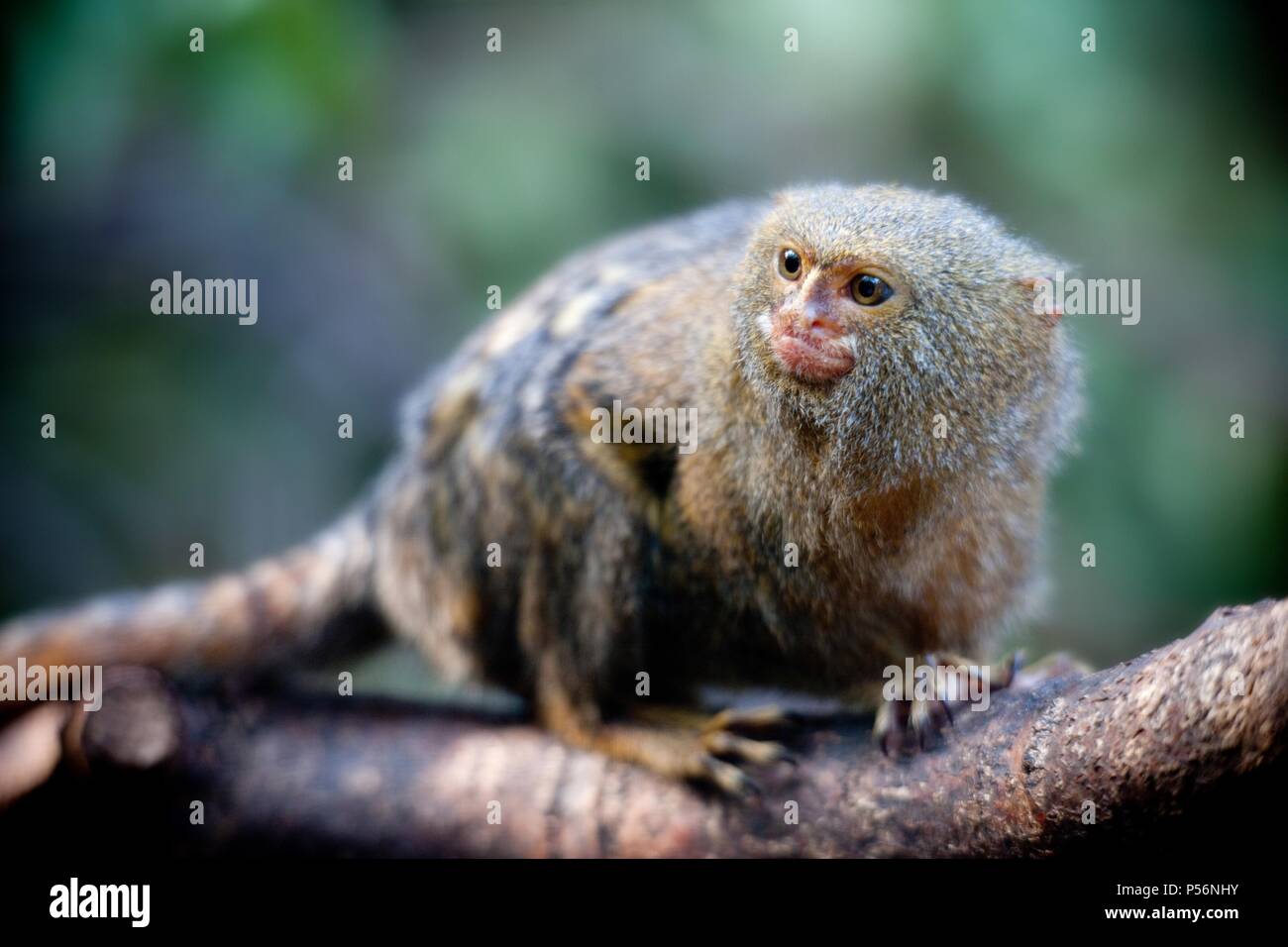 Dwarf monkeys hi-res stock photography and images - Alamy