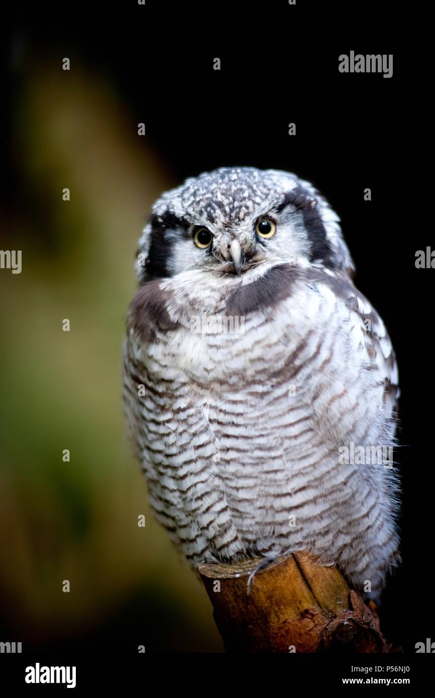 northern hawk owl Stock Photo - Alamy