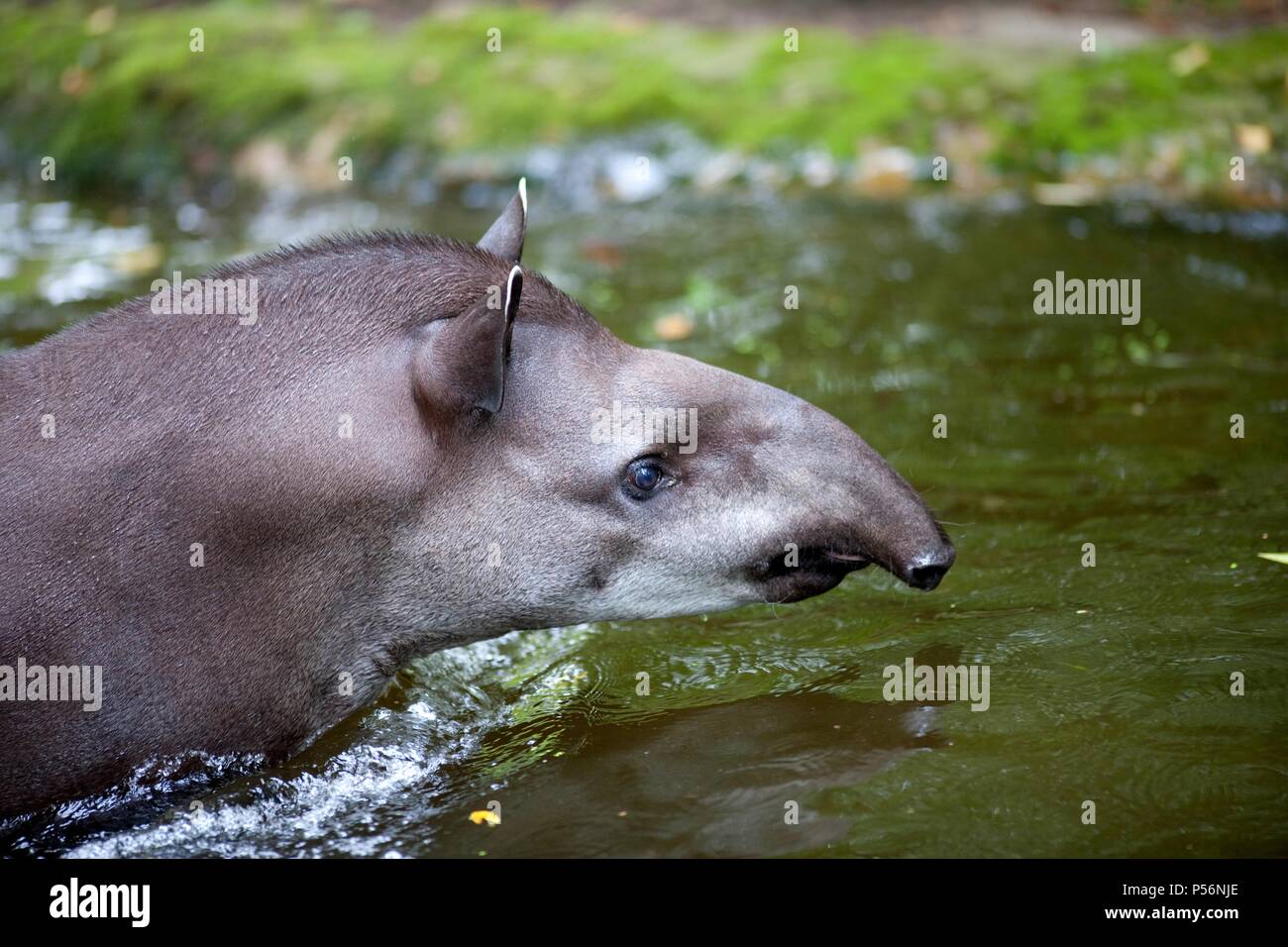 Tapir swimming hi-res stock photography and images - Alamy