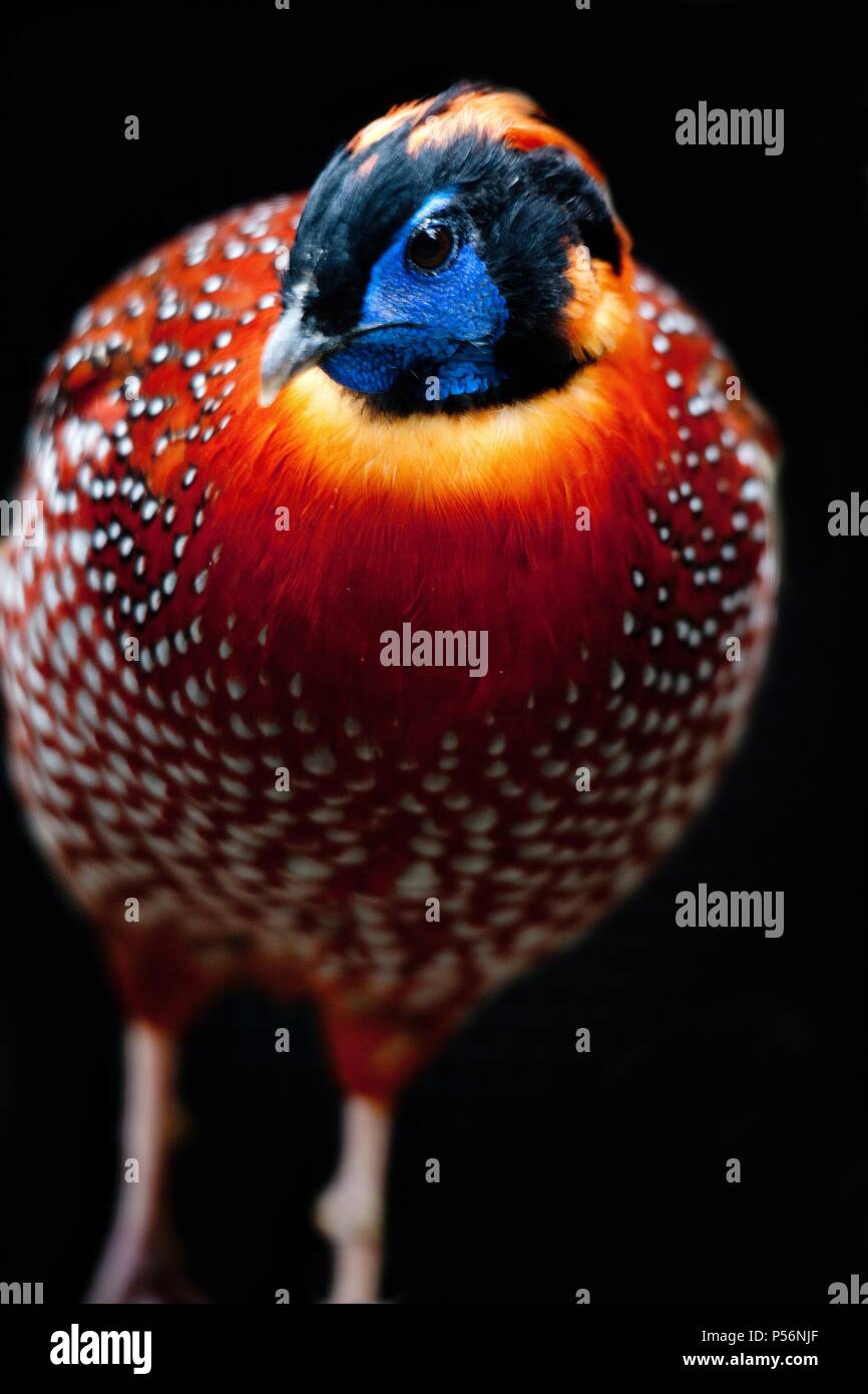 Temminck's tragopan hi-res stock photography and images - Alamy