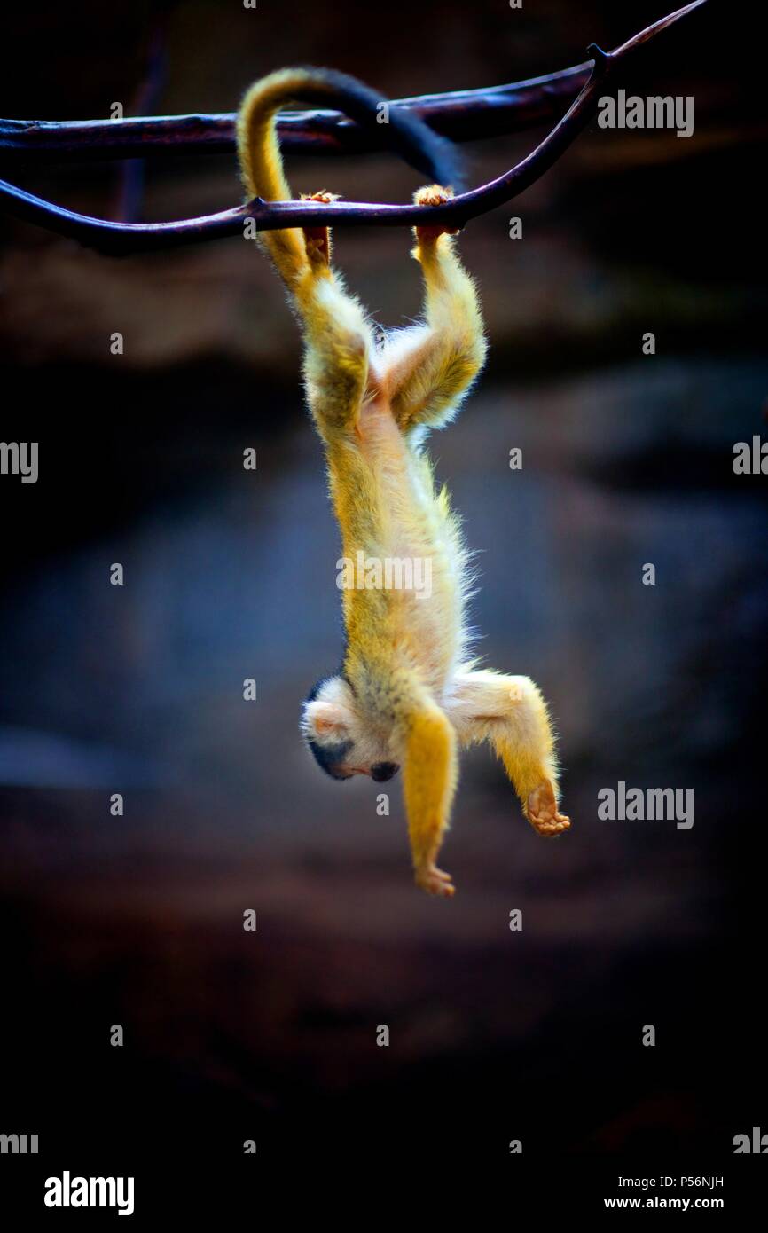 Monkeys hang hi-res stock photography and images - Alamy