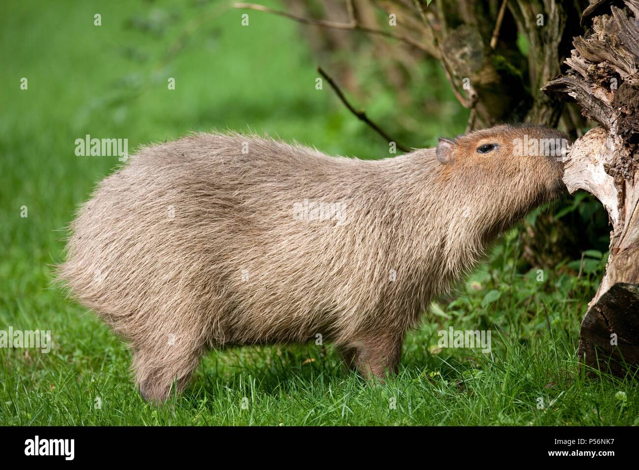 Capybara standing hi-res stock photography and images - Alamy