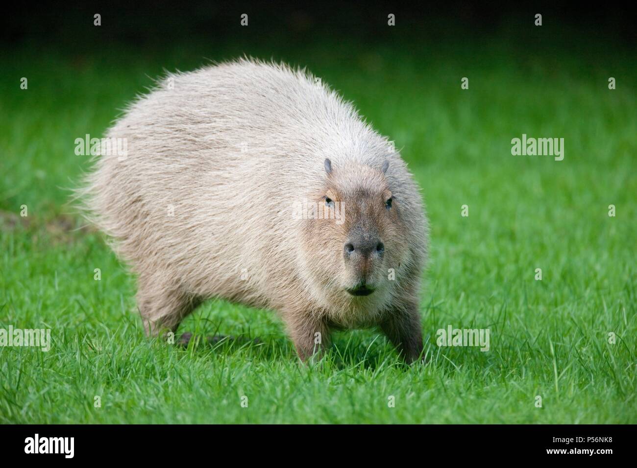Capybara walking hi-res stock photography and images - Alamy