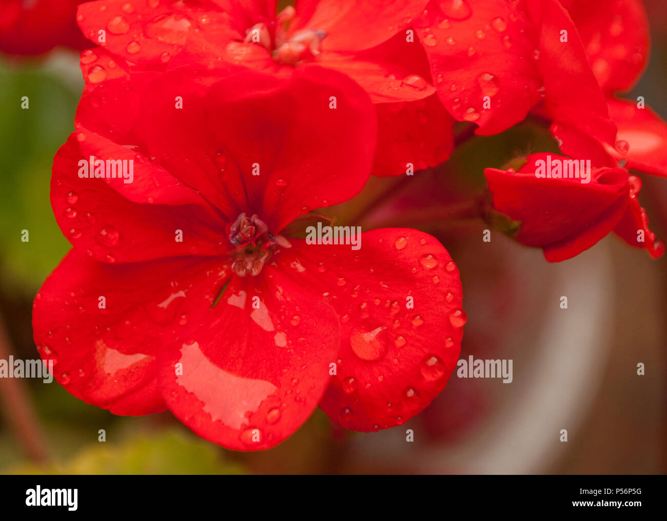 Dark red geranium hi-res stock photography and images - Alamy
