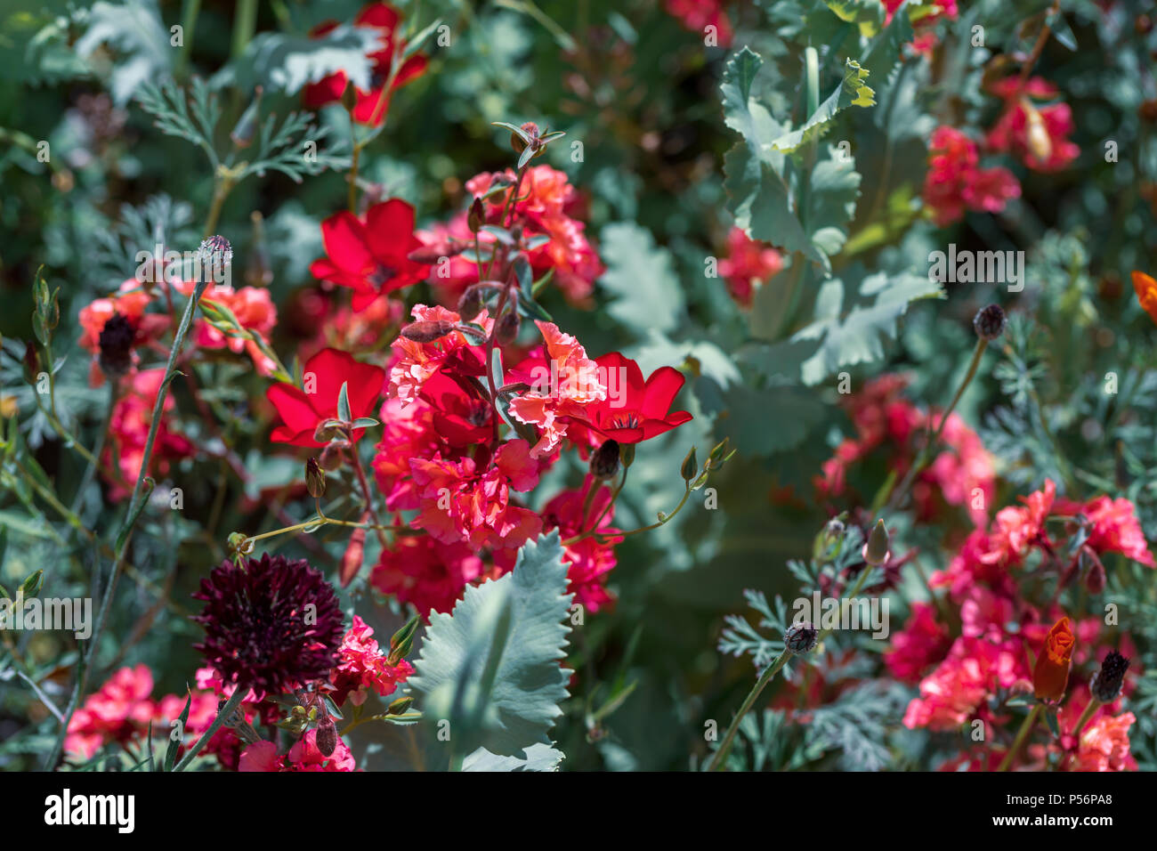 Denmark flowers hi-res stock photography and images - Alamy